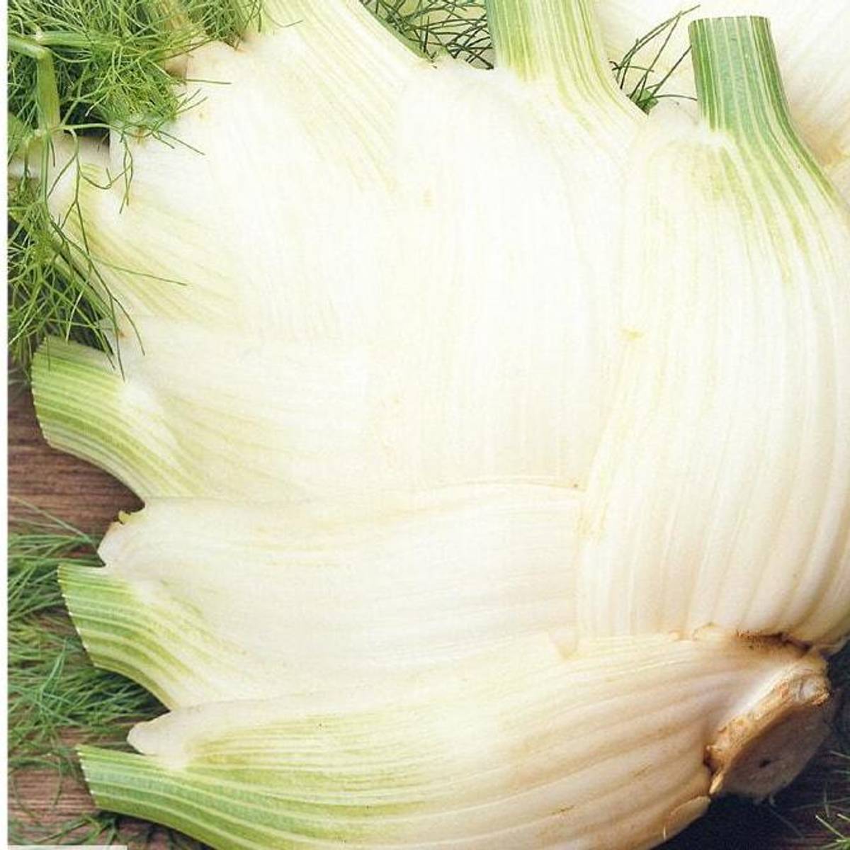 Fennikel Fino -Frø- - Botanisk Verden